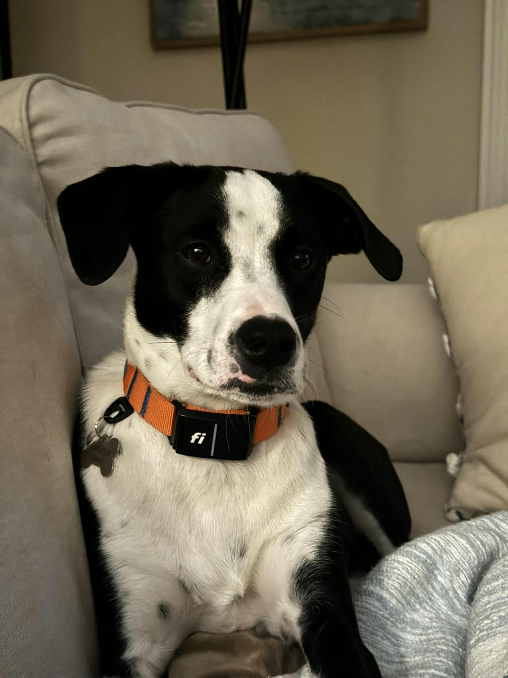 Fi Dog Series 3 mount