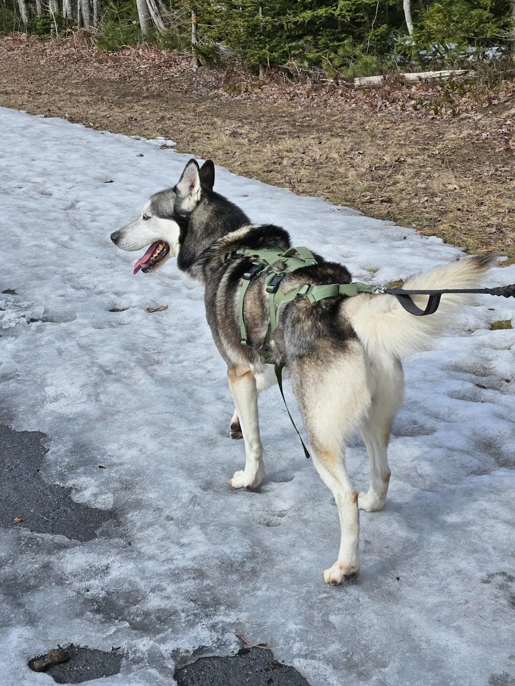 Muse™ harness