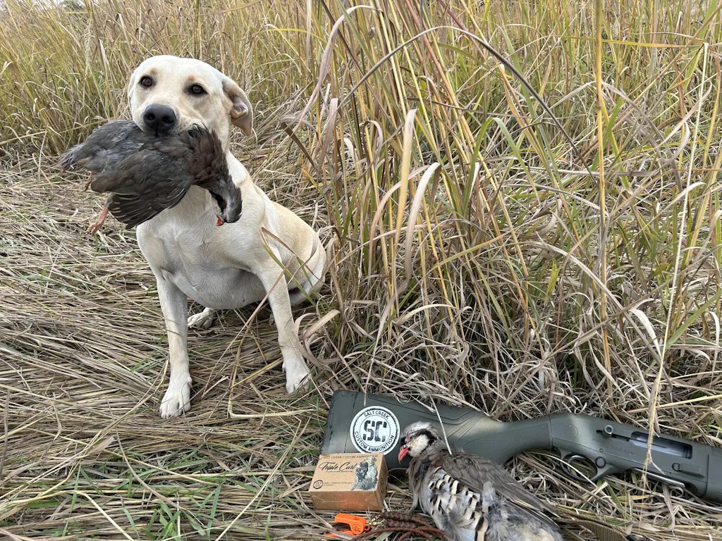Triple Curl: TSS Waterfowl 20 Gauge – Salt Creek Custom Ammunition