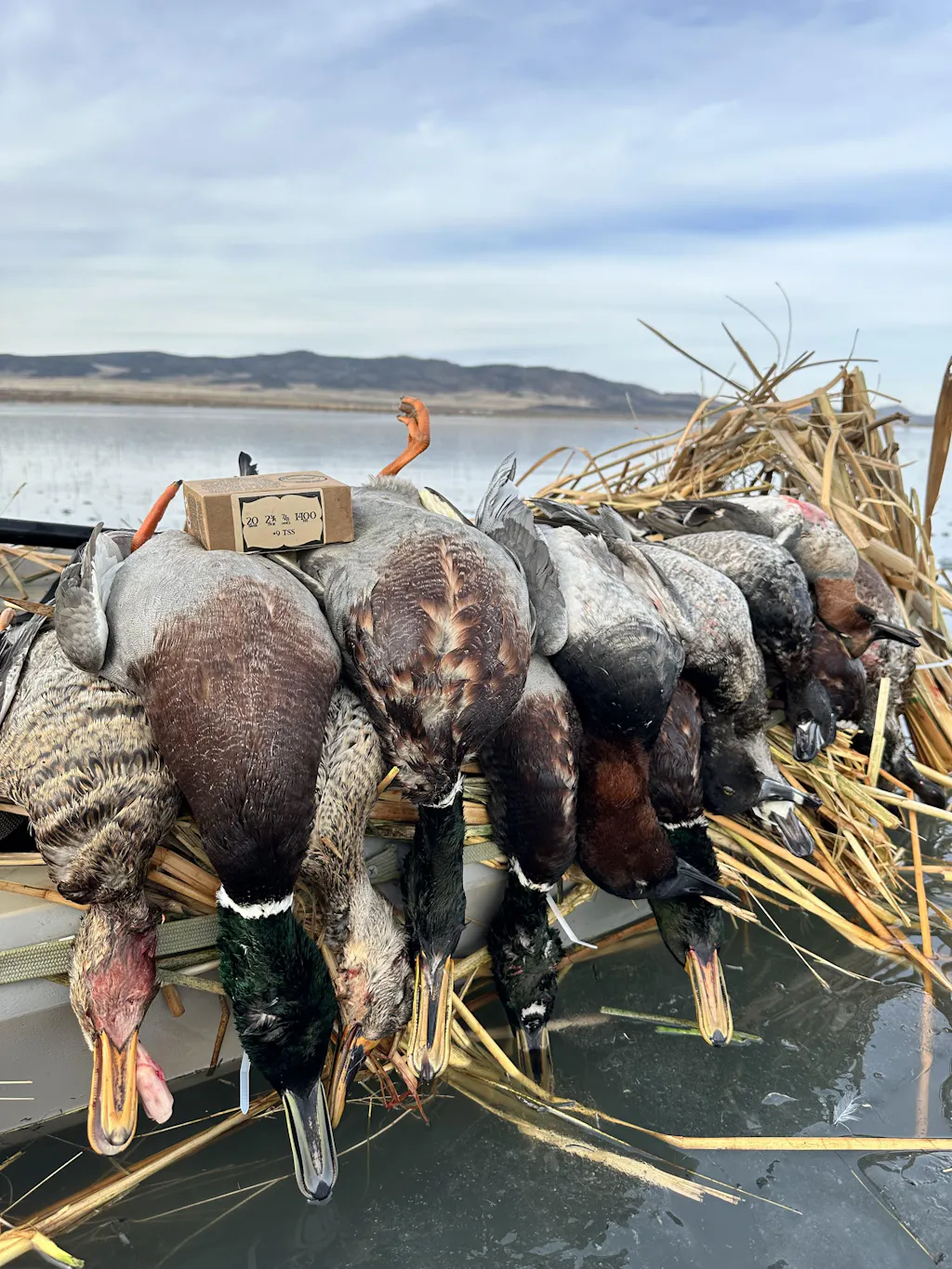 Triple Curl: TSS Waterfowl 20 Gauge – Salt Creek Custom Ammunition