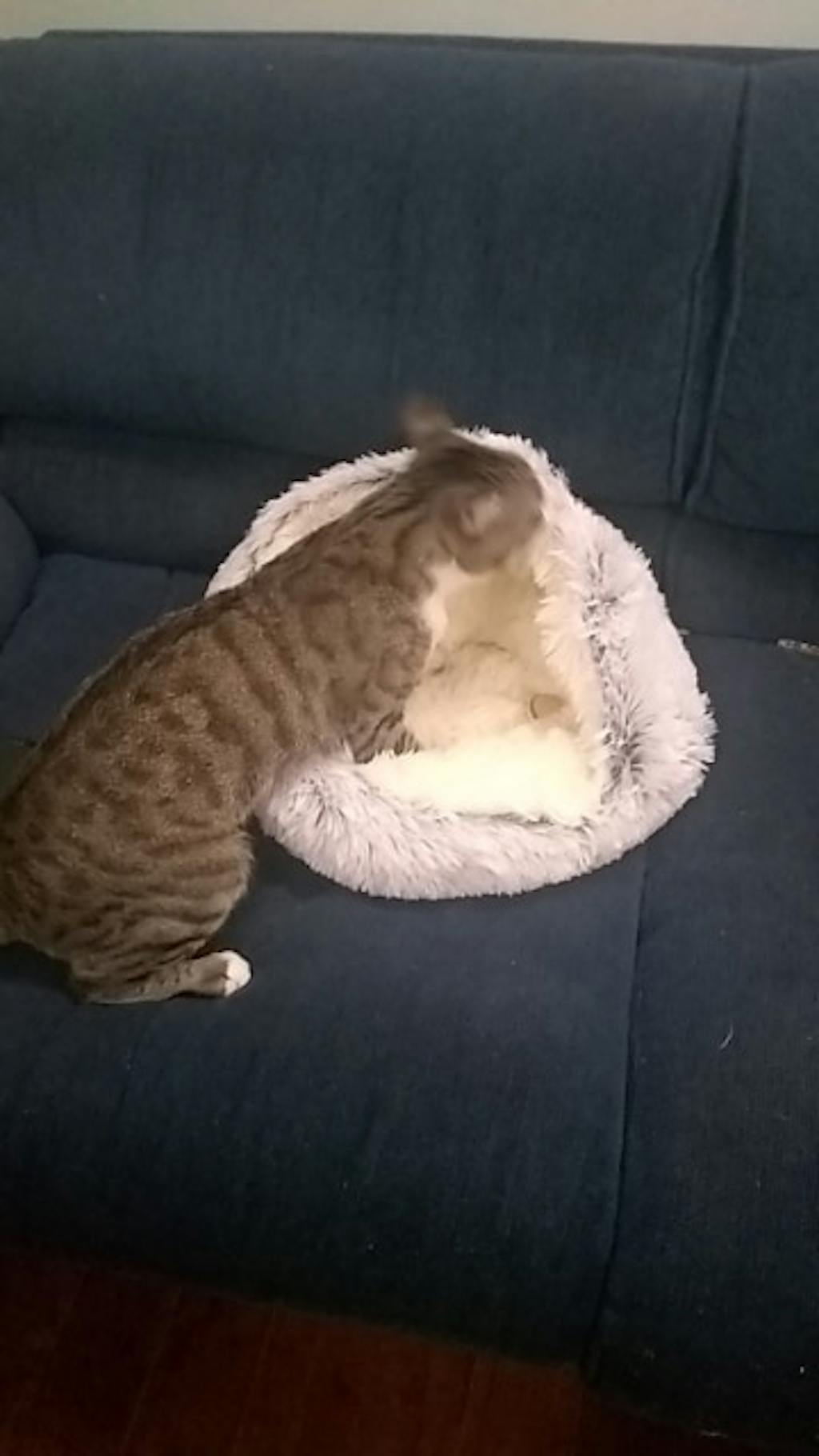 #1 Fluffy Calming Pet Cave – San Frenchie