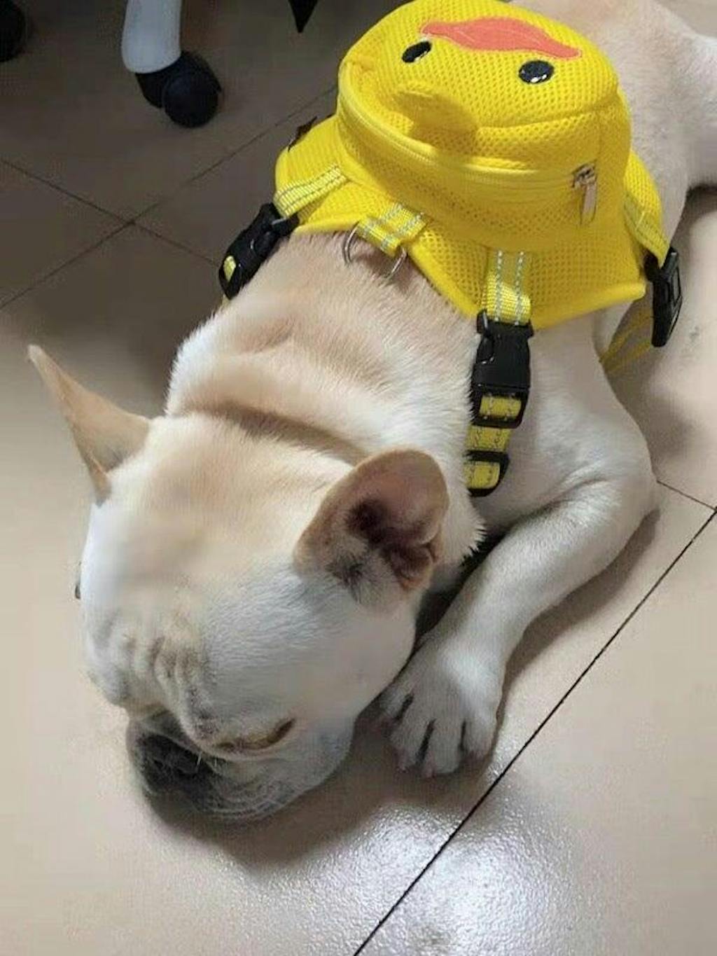 Backpack Harness Set – San Frenchie