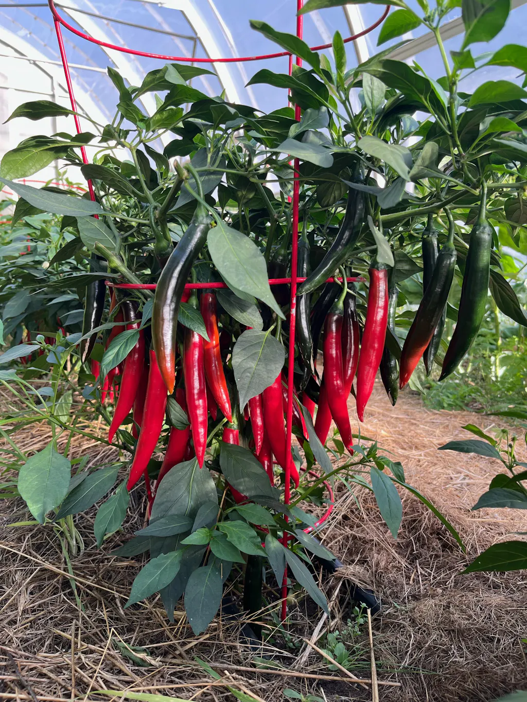 Sriracha Pepper Seeds - Spicy Red Hot Sauce - Heirloom – Sandia Seed ...