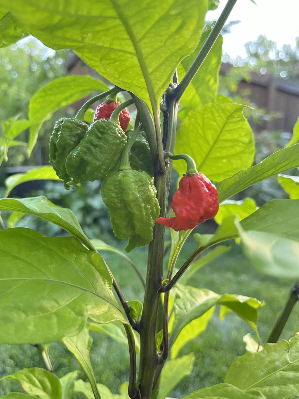 Carolina Reaper Seeds - Hottest Pepper Over 2 Million SHU – Sandia Seed ...