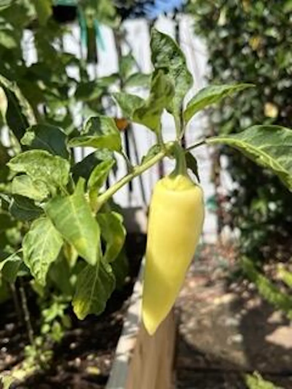 Jalapeño Jaloro Pepper Seeds - Disease Resistant and Medium Heat ...
