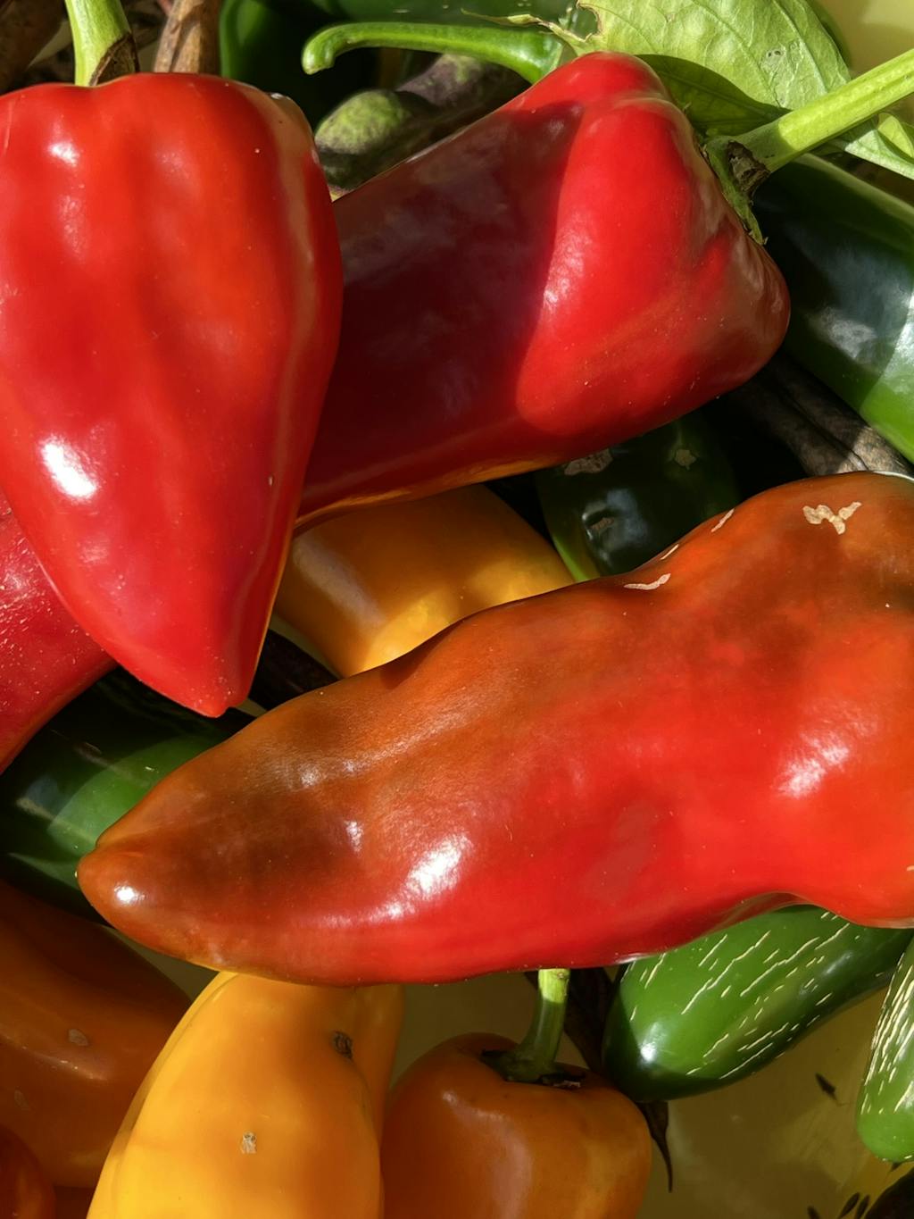 Piquillo Sweet Pepper - Spanish Piquillo Seeds | Grow, GMO-Free ...