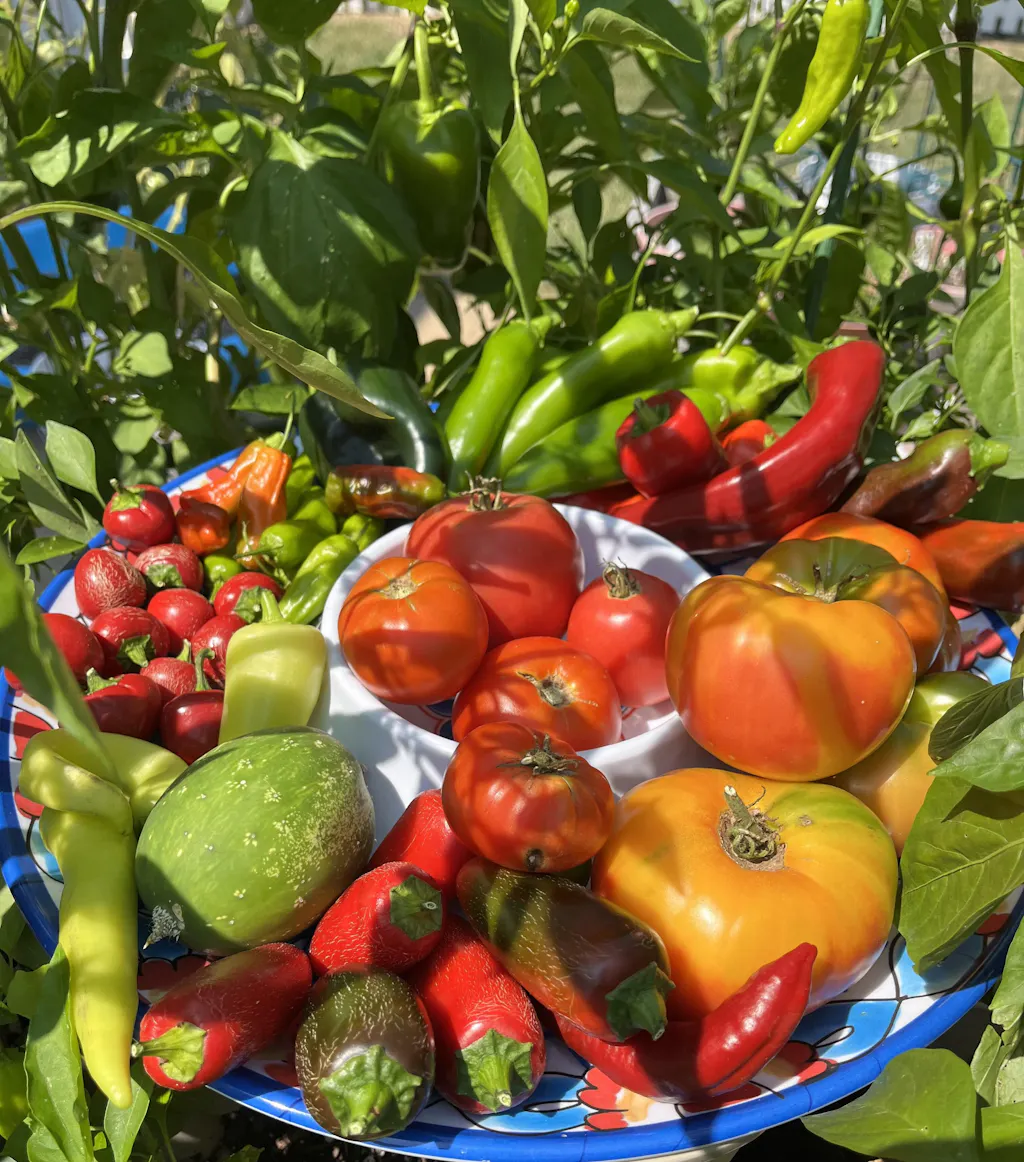 Mild Hatch Green NM 6-4 Chile Seeds - Great Flavor & Matures Early ...