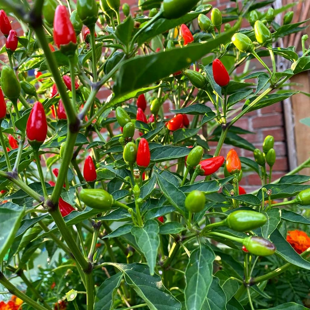 Bird Pepper Seeds - Pequin/Piquin - GMO-Free, Super Hot – Sandia Seed ...