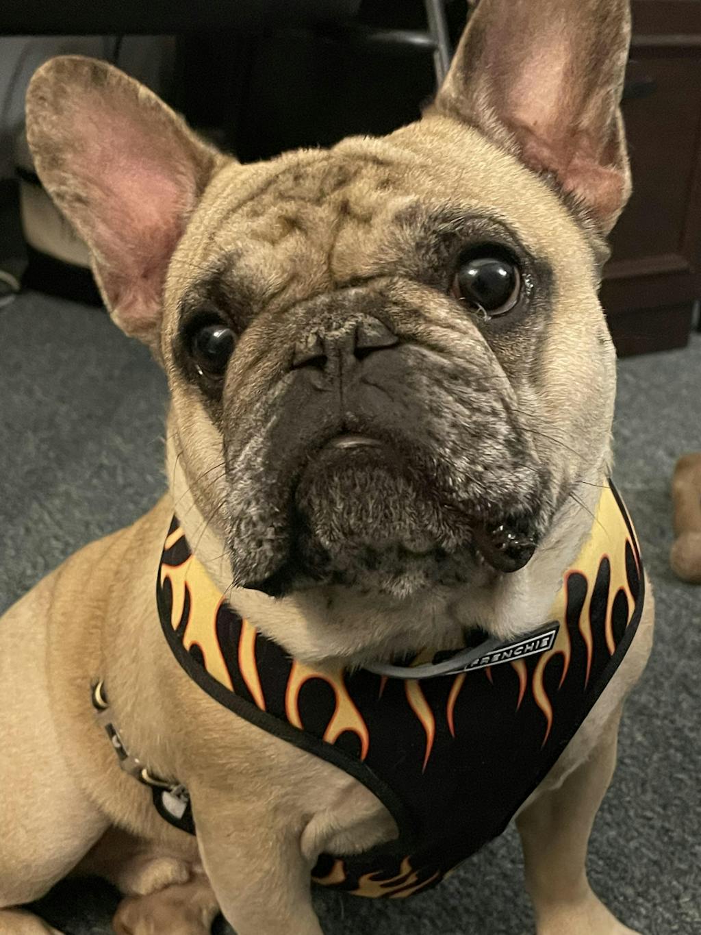 French Bulldog Gold Sterling Silver Pendant Necklace – Scamper & Co ...