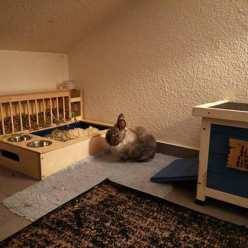 Modern Pet Furniture for Cats & Rabbits - Scratchy Things