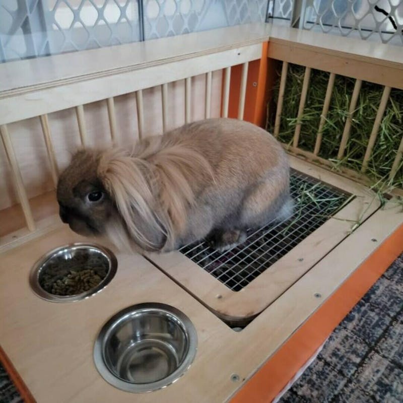 Modern Pet Furniture for Cats & Rabbits - Scratchy Things