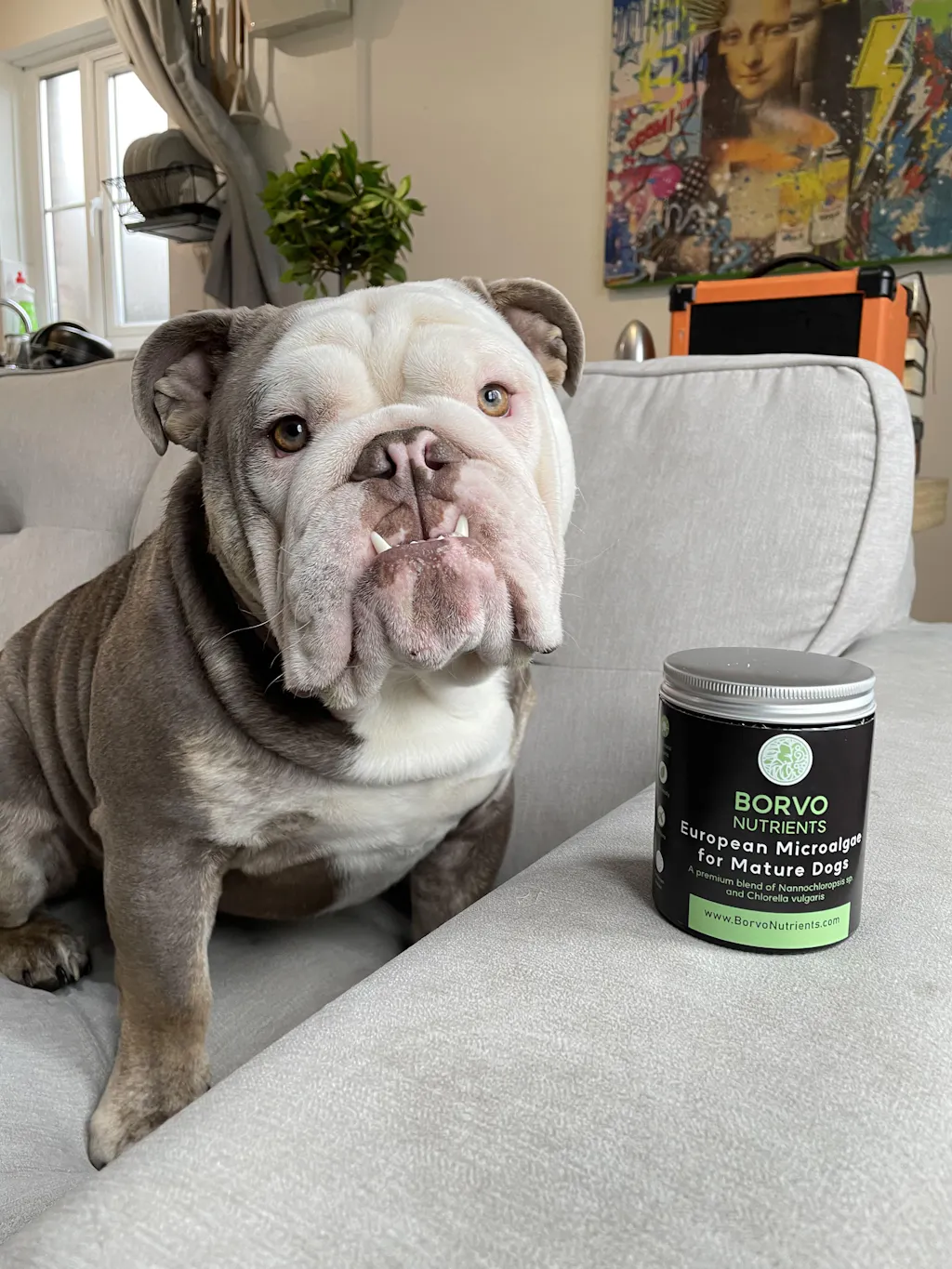 Chlorella For Dogs - Borvo Nutrients Microalgae Blend for Mature Dogs