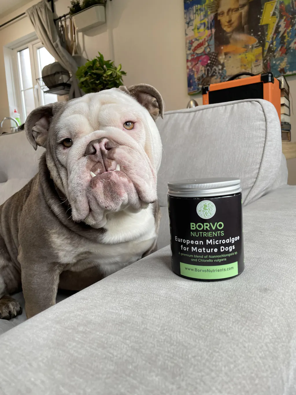Chlorella For Dogs - Borvo Nutrients Microalgae Blend for Mature Dogs