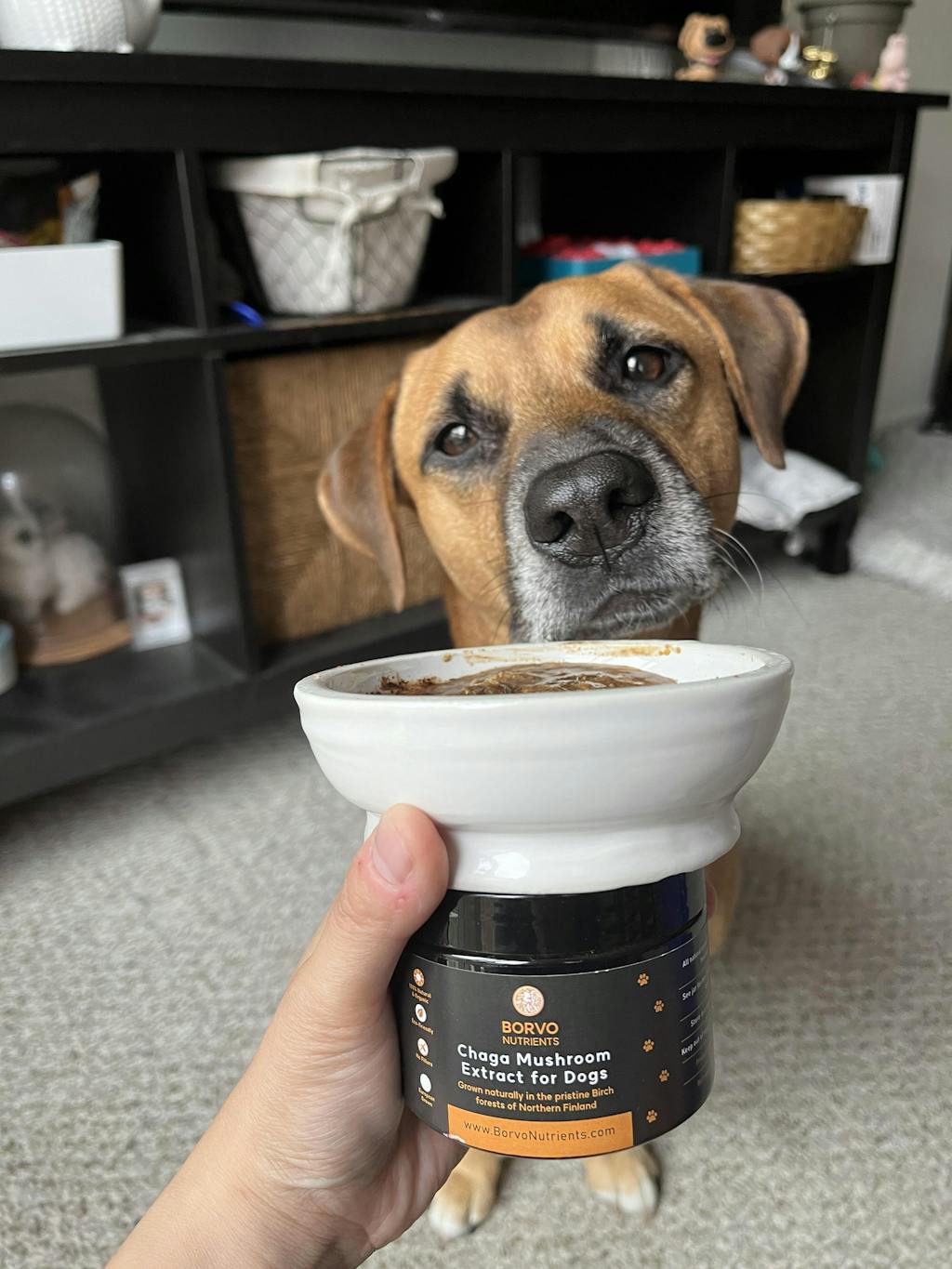 Chaga for Dogs - Borvo Nutrients European Chaga Mushroom Extract ...