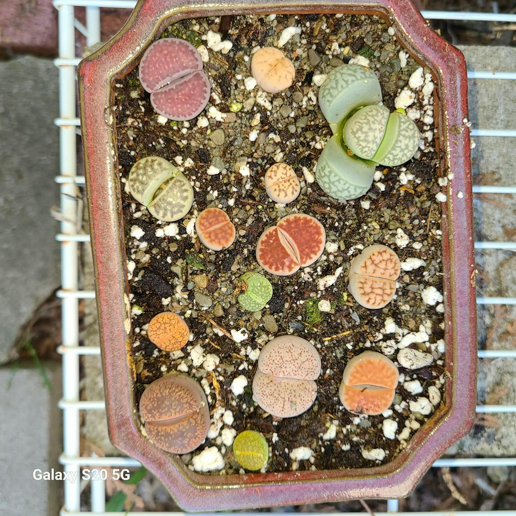 Colorful Lithops Assorted Collection {Perfect Holiday Gift} – Secret ...