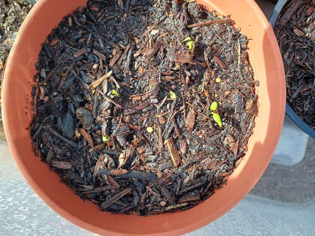 Pink Swamp Milkweed Seeds For Planting (Asclepias incarnata) – Seed ...