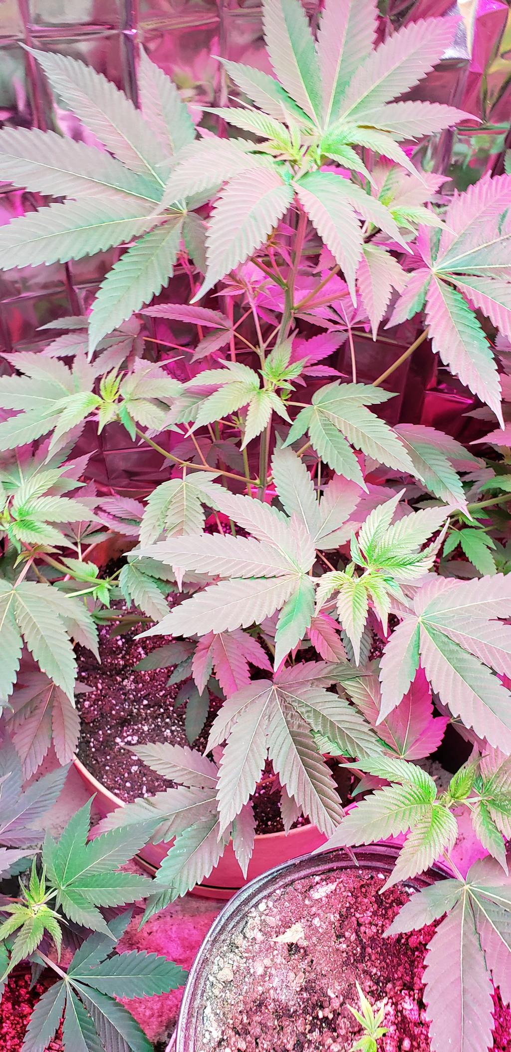 Zkittlez Weed Strain Seeds For Sale | Seed Bank