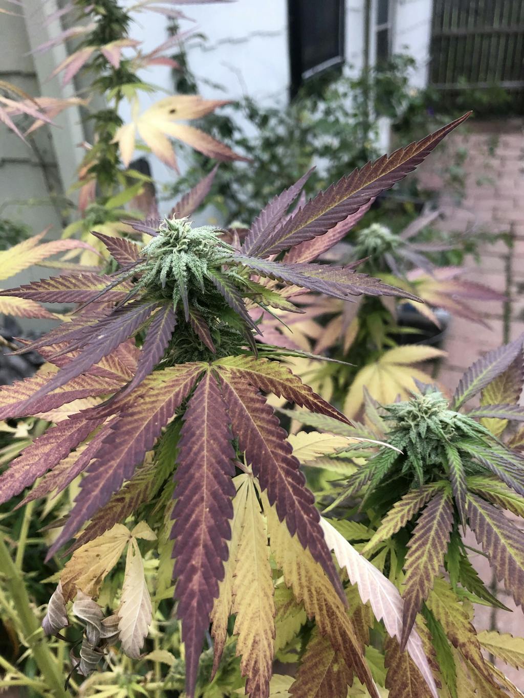 Alien Technology Seeds | Seed Bank | Feminized seeds and Autoflower Seeds