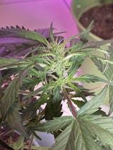 Critical Kush Auto Seeds | Critical Kush Strain Autoflower Cannabis Seeds