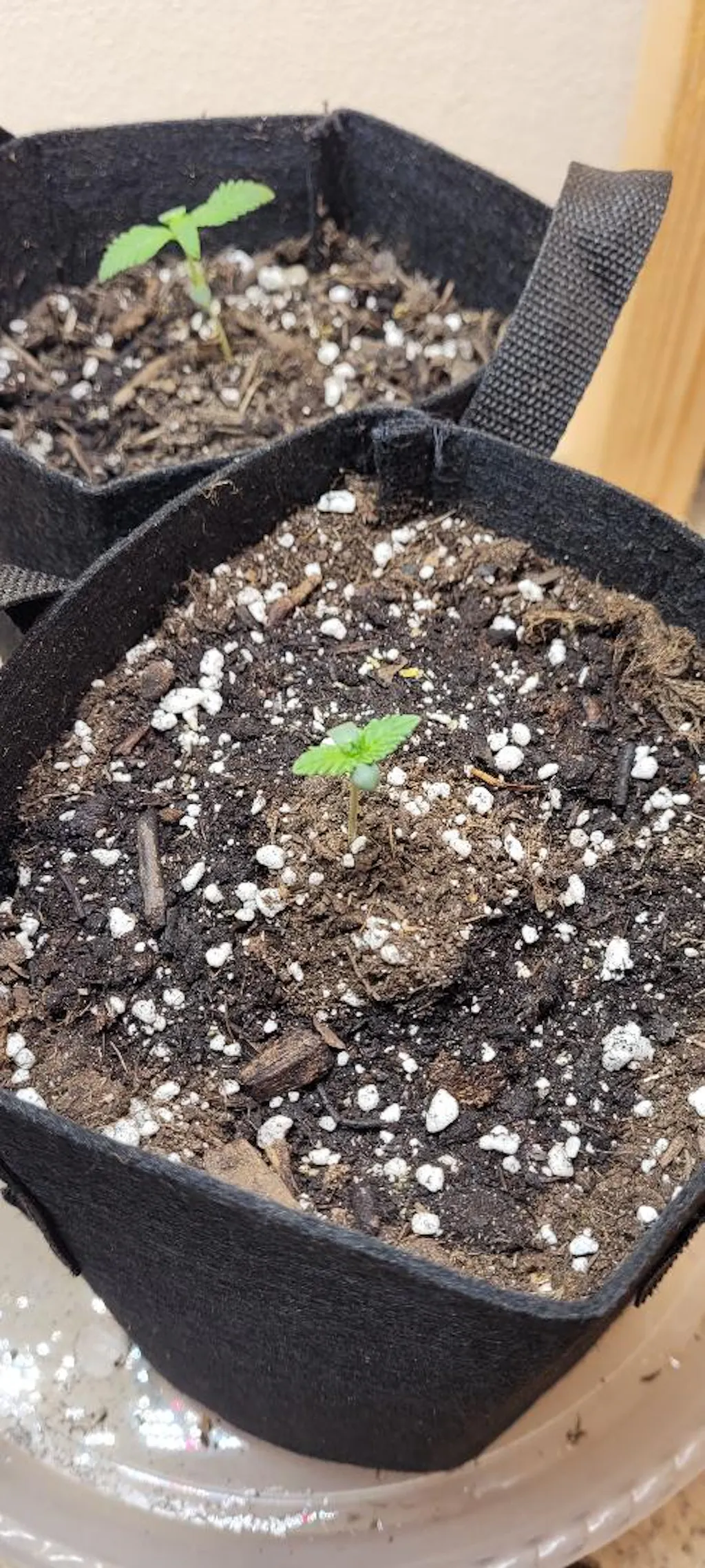 Jack Herer Seeds | Seed Bank | Autoflower Feminized Jack Herer Seeds
