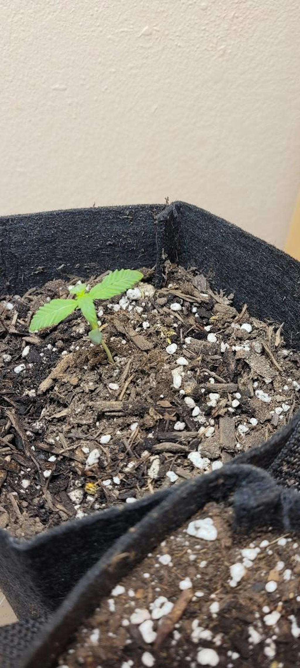 Jack Herer Seeds | Seed Bank | Autoflower Feminized Jack Herer Seeds