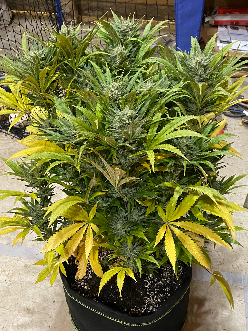 Alien Technology Seeds - Seed Bank - Buy Marijuana Seeds for Sale