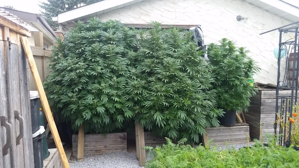 Northern Lights #5 Seeds | Feminized Northern Lights Cannabis Seeds
