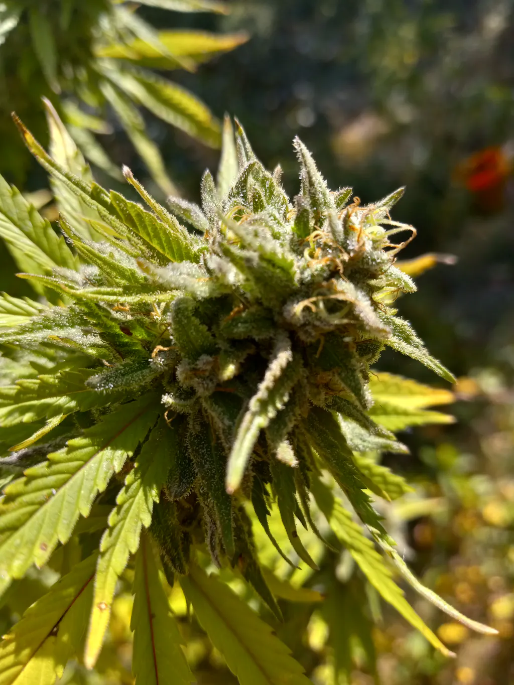 Skywalker OG Strain | Skywalker OG Seeds | Feminized OG Skywalker