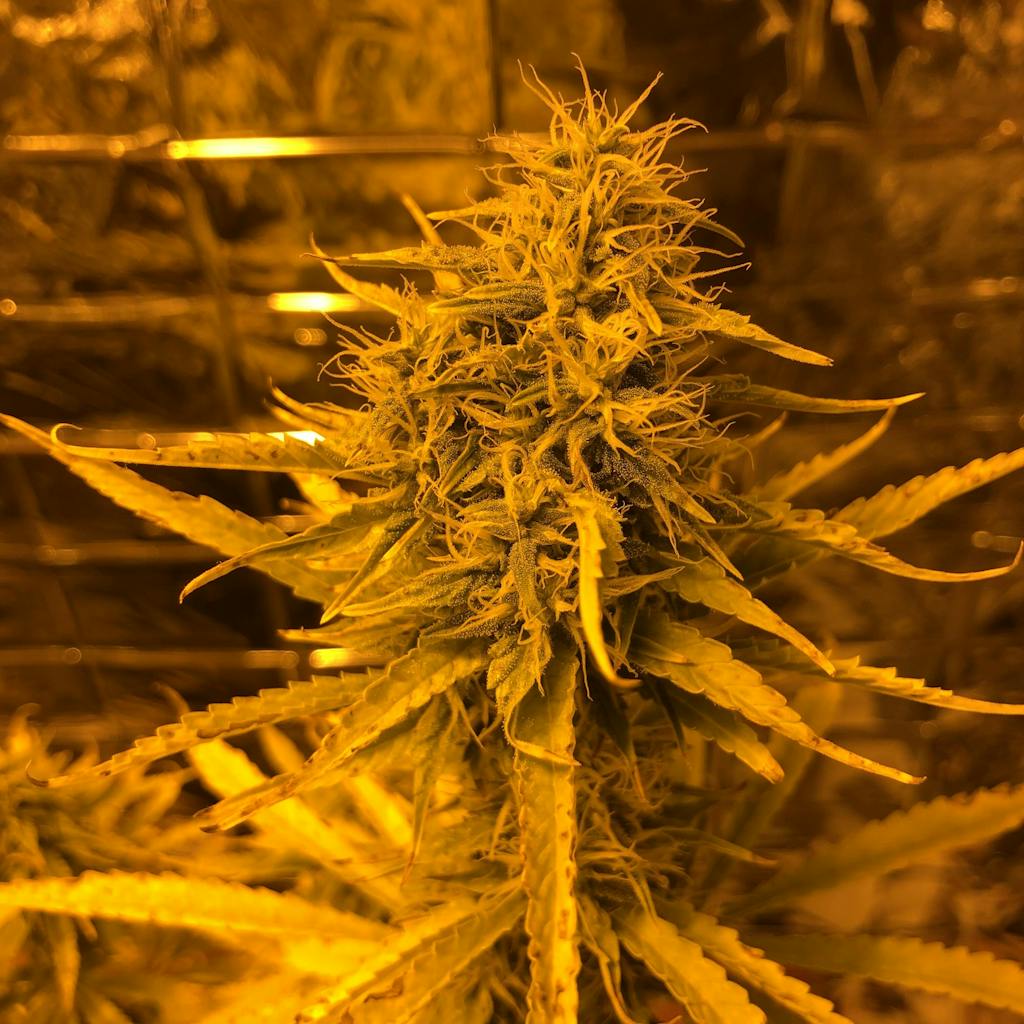 Chocolope Samen | Feminisiert Chocolope Cannabis-Samen