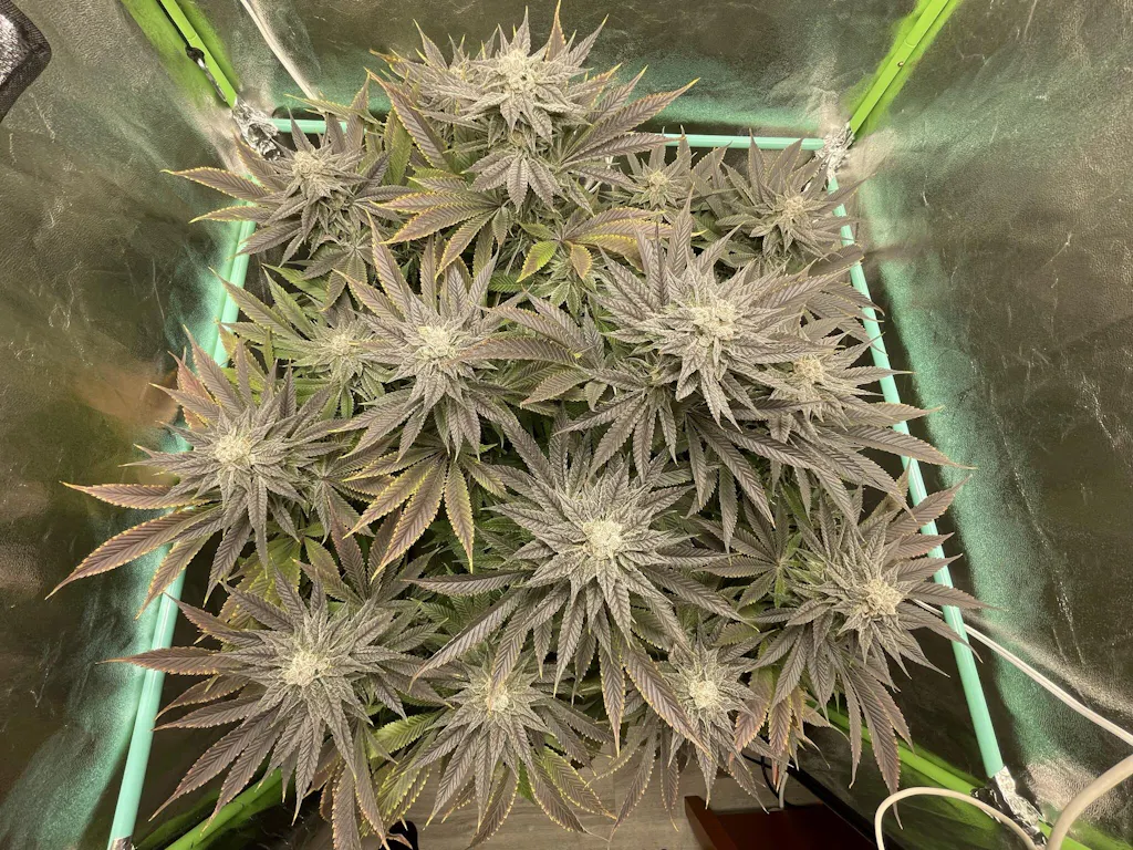 Grape Ape Seeds - Feminized Grape Ape Strain from Seed bank