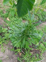 Big Bud Fast Flowering Seeds - Seed Bank - Feminized Fast Flower Seeds