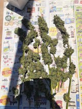 Blue Dream Seeds - Feminized and Autoflowering Blue Dream Strain