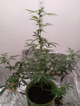 Super Lemon Haze Autoflower Strain | Auto Super Lemon Haze Seeds