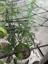 5 Alive Seeds - SEED BANK