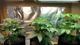 Original Skunk #1 Seeds | Original Skunk Strain | Feminized Skunk ...