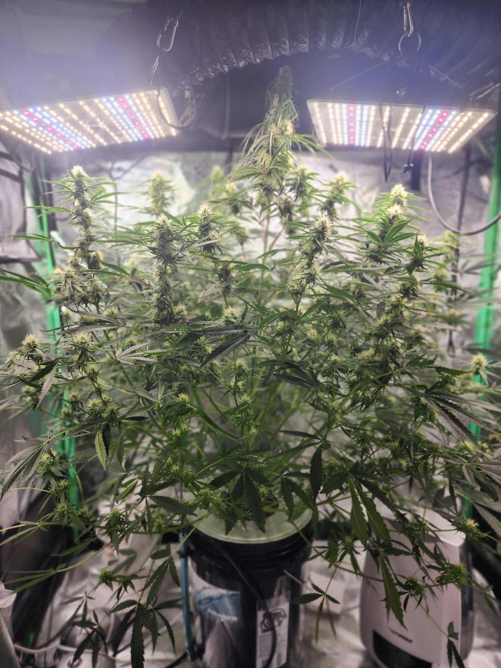 Super Lemon Haze Autoflower Strain | Auto Super Lemon Haze Seeds