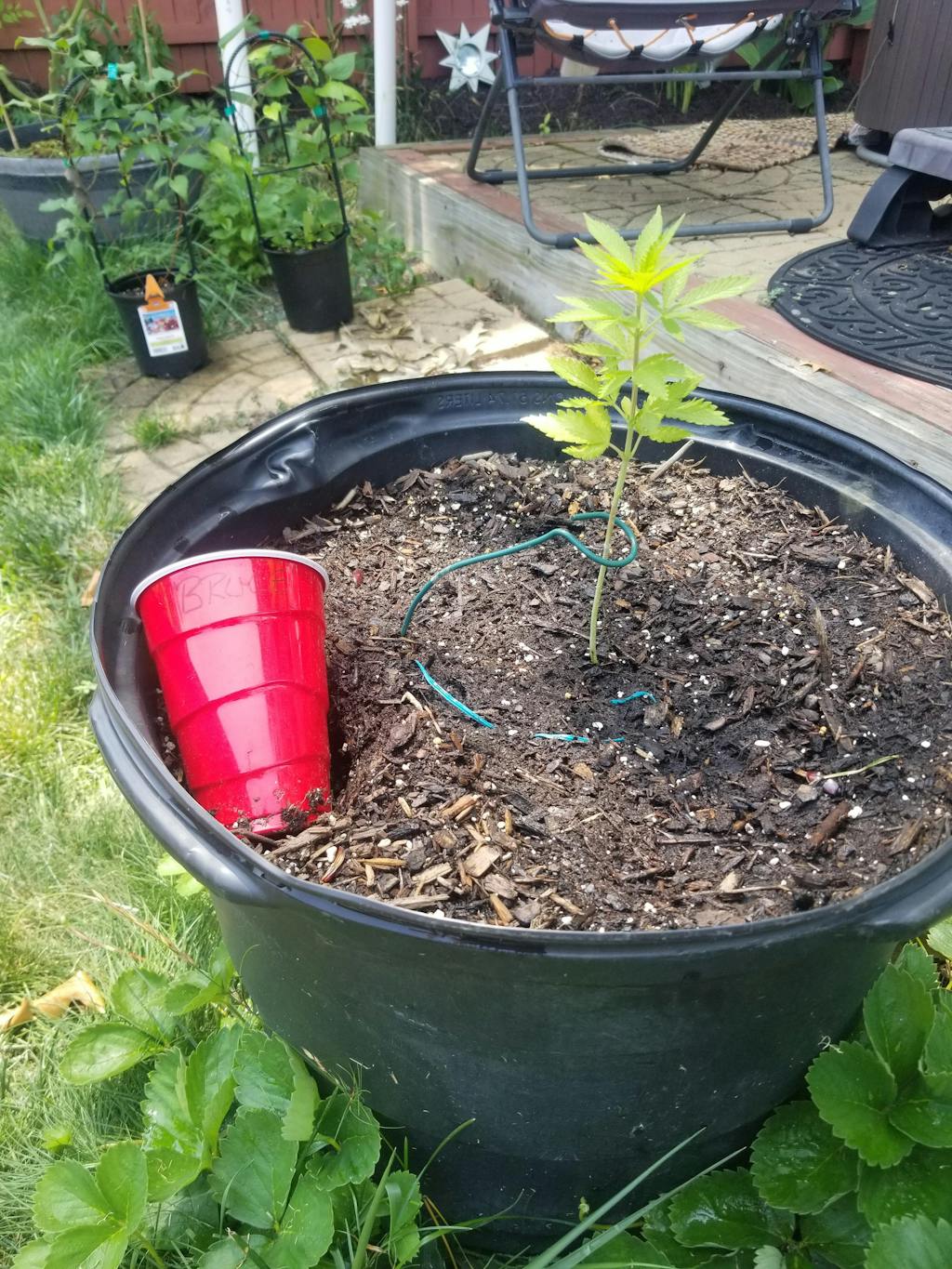 Bruce Banner Strain | Feminized Bruce Banner Seeds