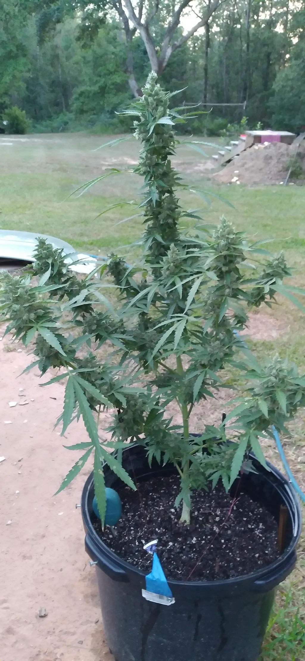 Jack Herer Seeds | Seed Bank | Autoflower Feminized Jack Herer Seeds