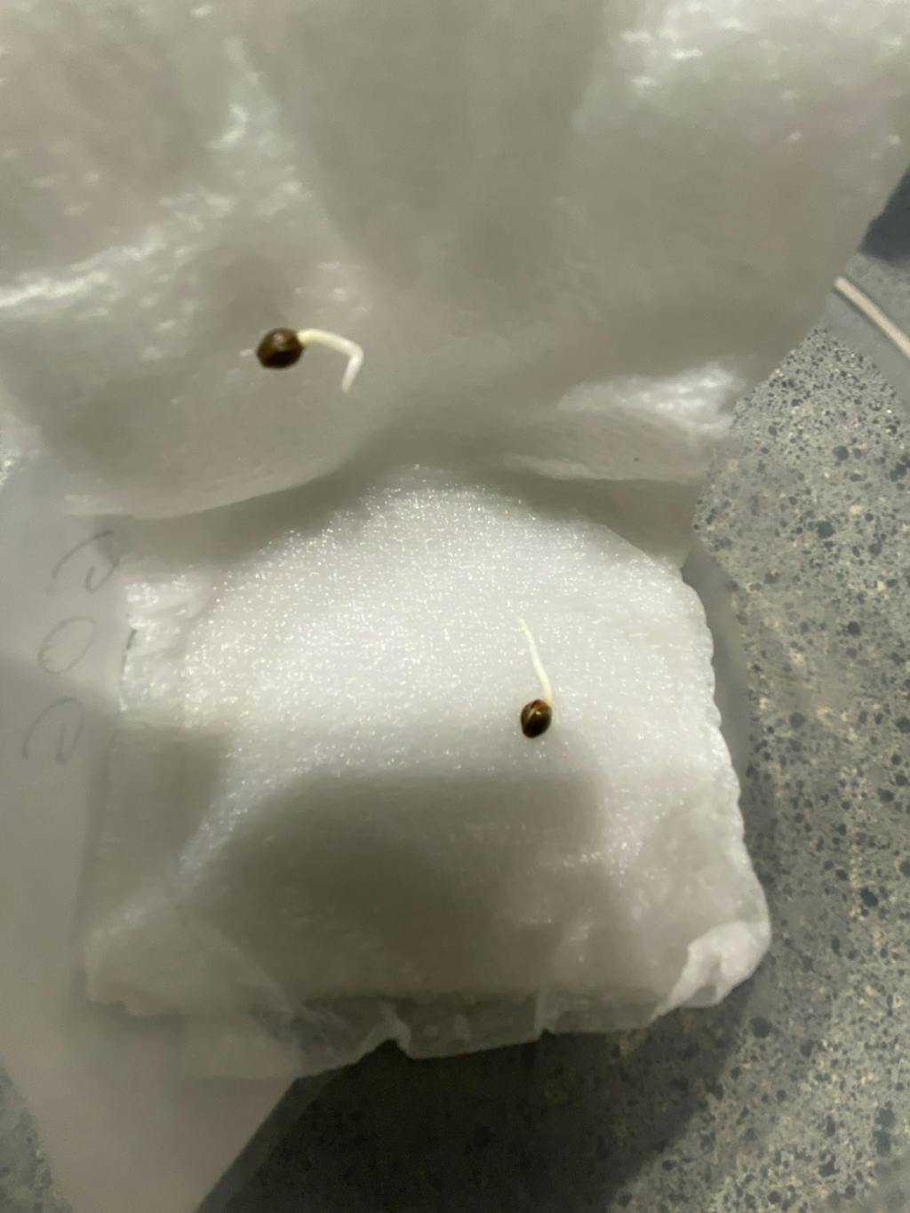 Gorilla Glue Seeds | Authentic GG4 Strain | Gorilla Glue #4 Seeds