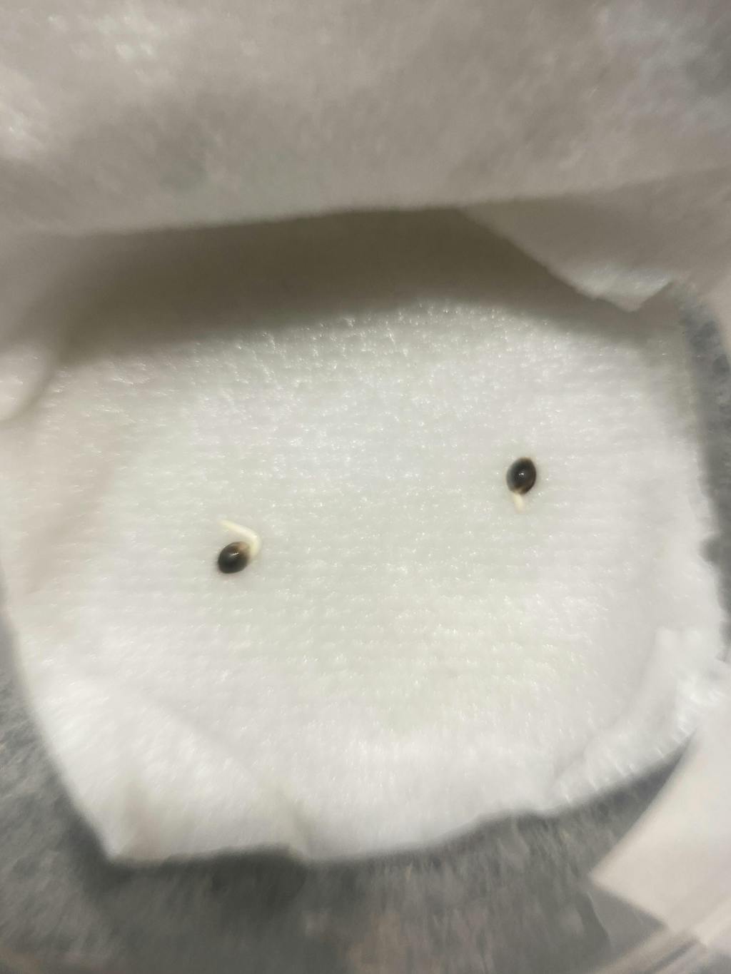 Gorilla Glue Seeds | Authentic GG4 Strain | Gorilla Glue #4 Seeds