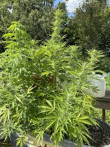 Auto Lowryder Seeds | Feminized Autoflowering Lowryder SeedsCannabis Seeds