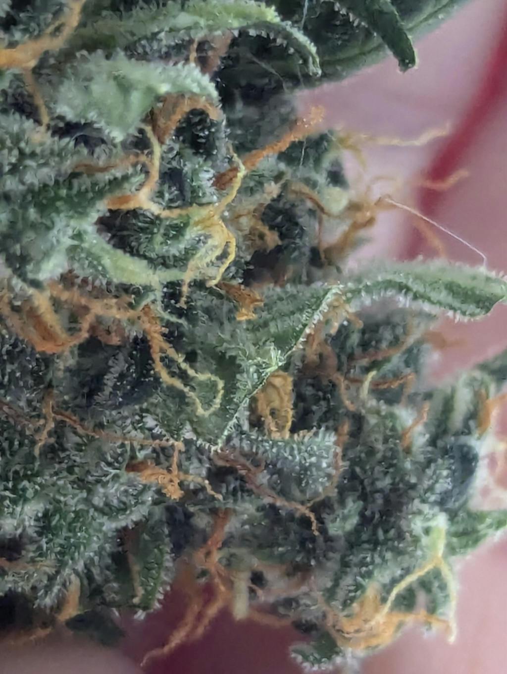 Critical Kush Auto Seeds | Critical Kush Strain Autoflower Cannabis Seeds