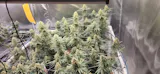 AK-47 Strain Seeds | AK-47 Cannabis Seeds | AK47 Weed Seeds