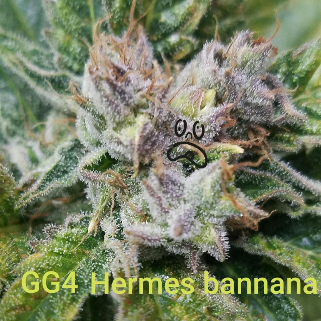 Gorilla Glue #4 Seeds | Gorilla Glue Seeds | Authentic GG4 Strain