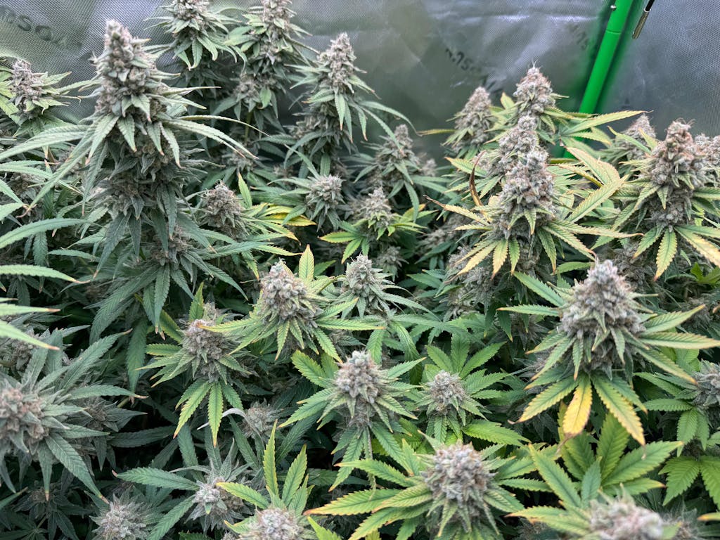Girl Scout Cookies Seeds - Feminized and Autoflowering GSC Seeds