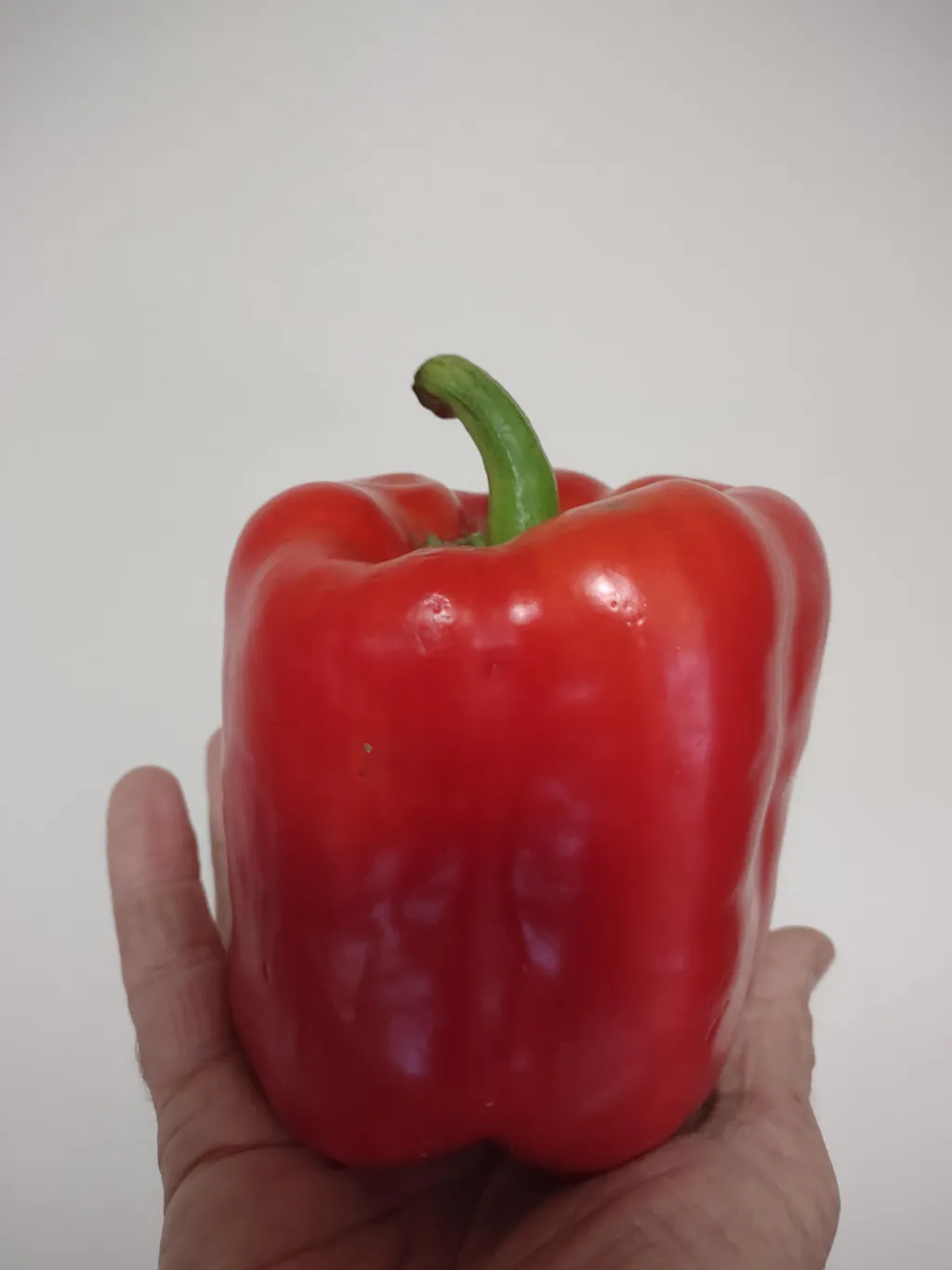 Temptation (bicolor se) Hybrid Sweet Corn Seeds — Seeds 'n Such