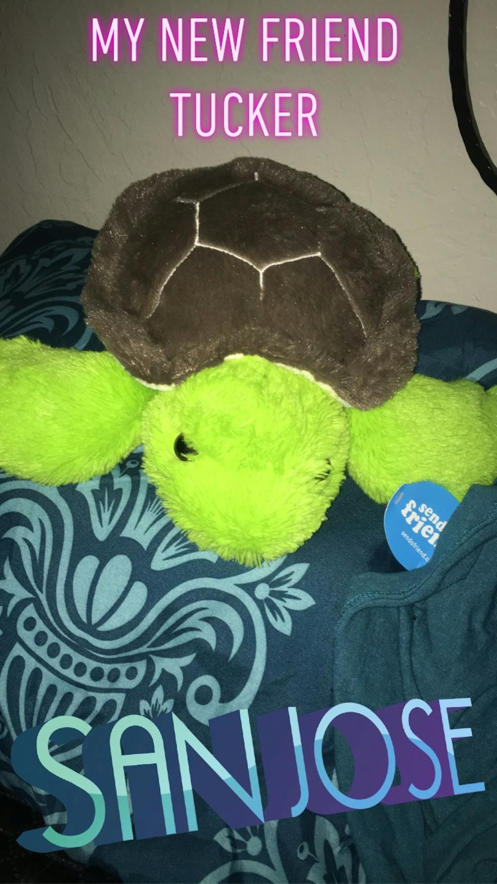 Tucker the Turtle — SendAFriend's Stuffed Animal Care Packages