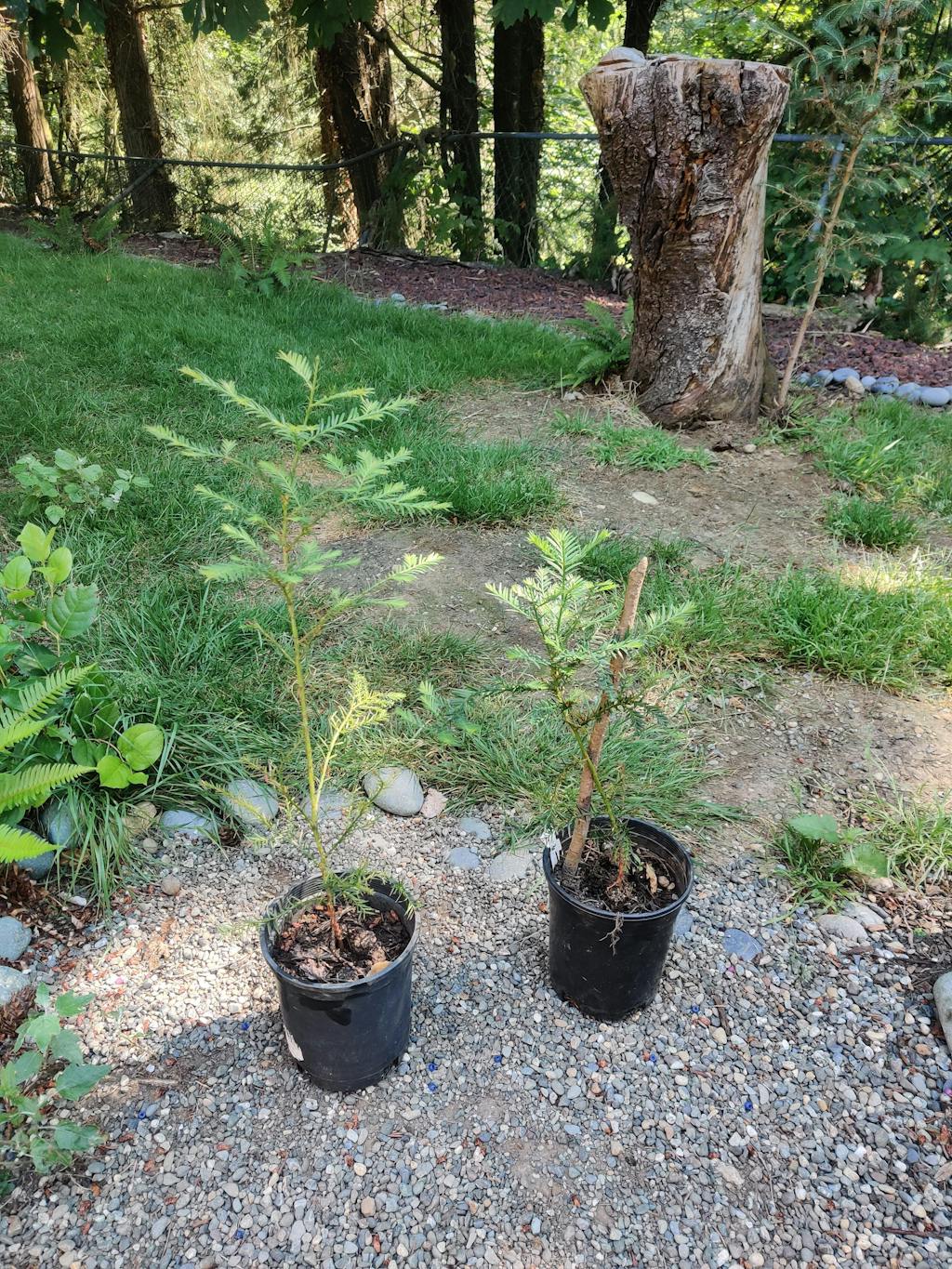 Coast Redwood | Small Tree Seedling – The Jonsteen Company