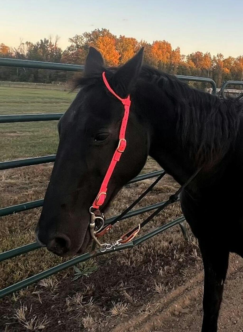 Nylon One Ear Headstall – Shallow Creek Bits