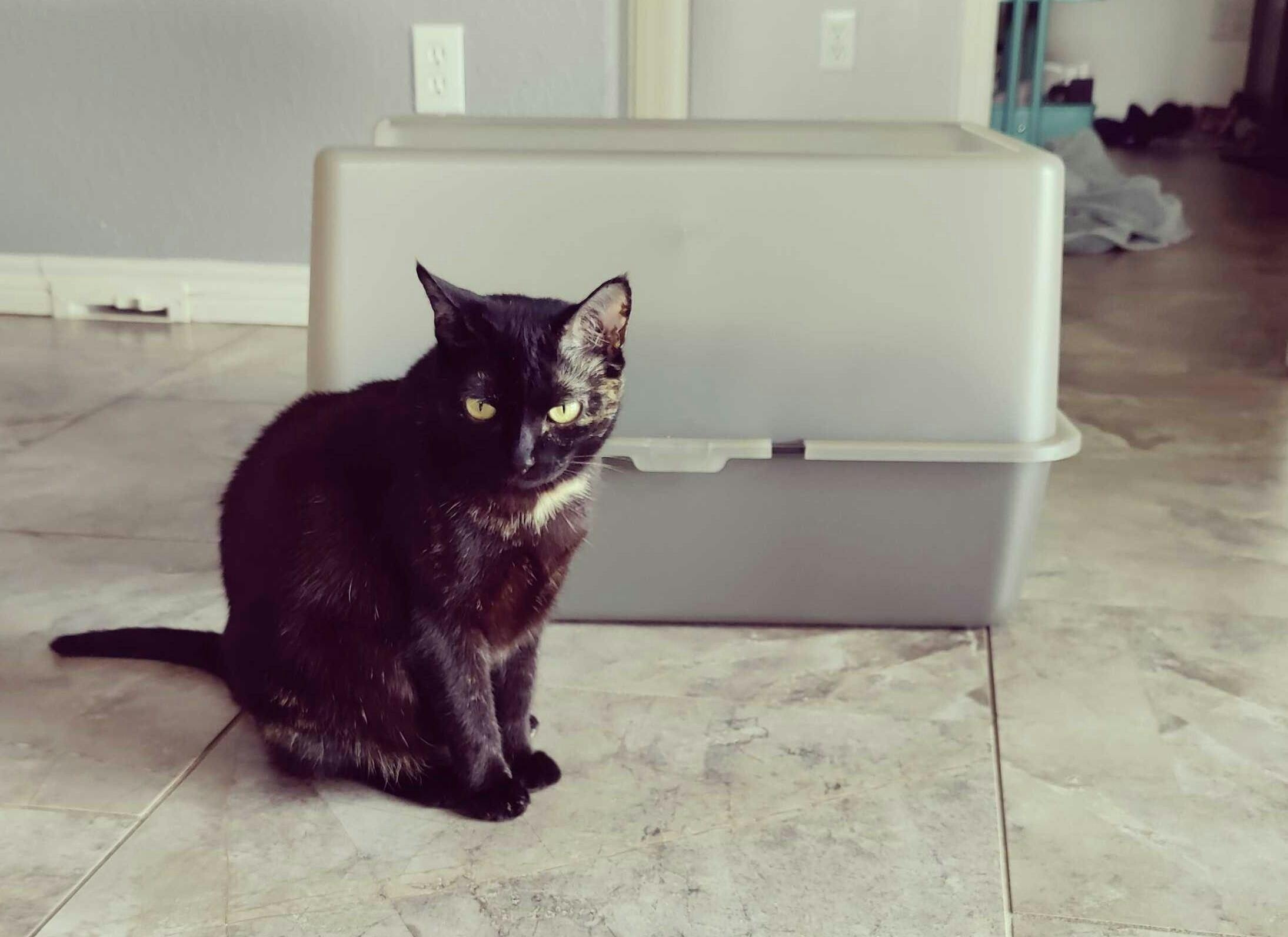 Durable Nonstick steel cat litter box | Marbeloo by Shichic